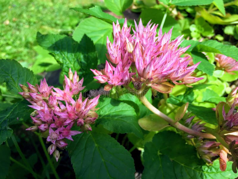 Fine Bright Flower on a Spring Day Stock Image - Image of decoration ...
