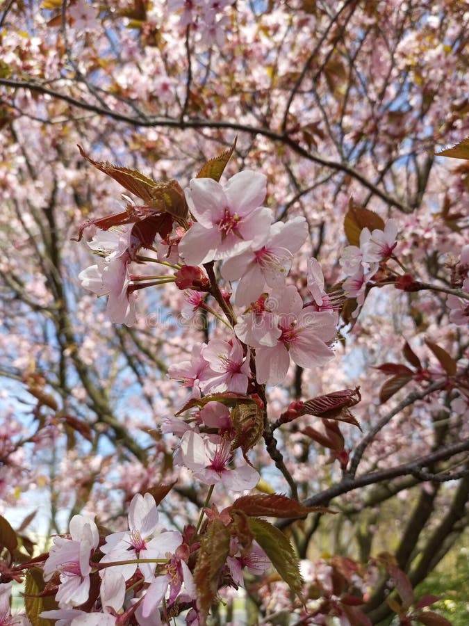 Fine Cherry Flowers. the Beauty of Nature. Spring Flowers Stock Image ...