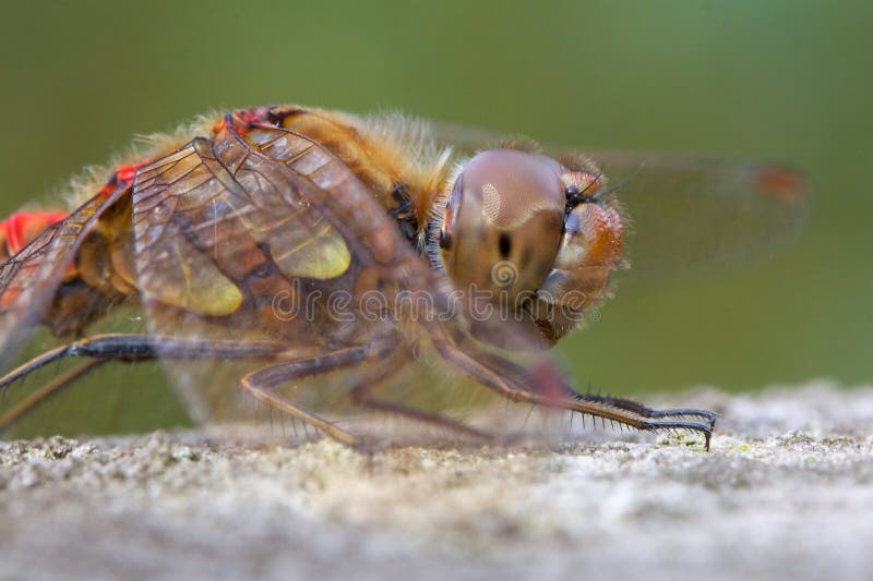 Fine Comune Della Libellula Del Darter Del Maschio Su Fotografia Stock ...
