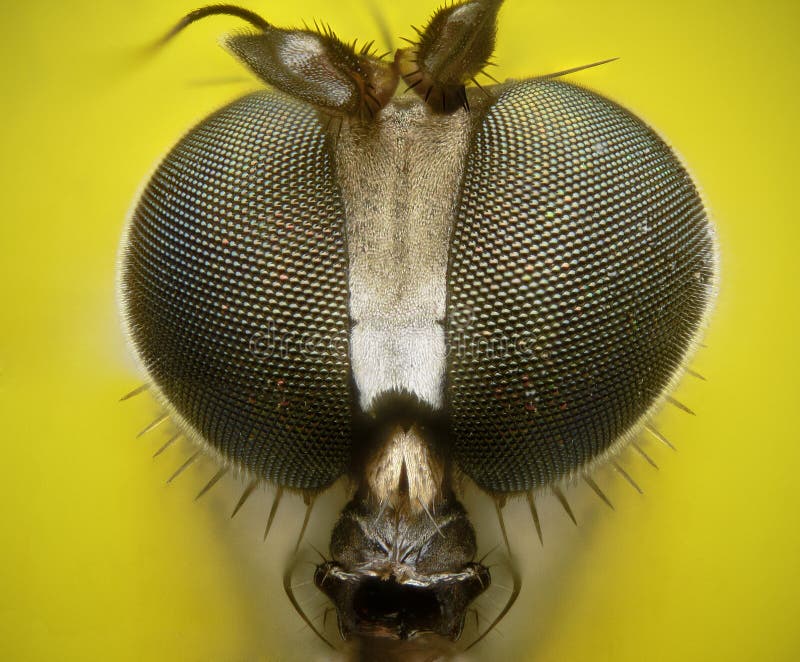 Ritratto Ravvicinato Di Un Moscerino Dalle Lunghe Zampe Immagine Stock ...