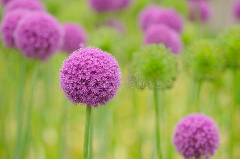 Fine Del Fiore Dell'allium in Su Fotografia Stock - Immagine di ...