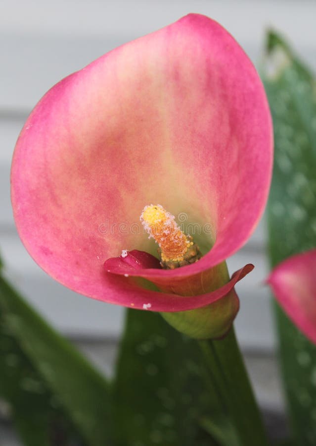 Fine Del Fiore Della Calla Su Fotografia Stock - Immagine di fogli ...