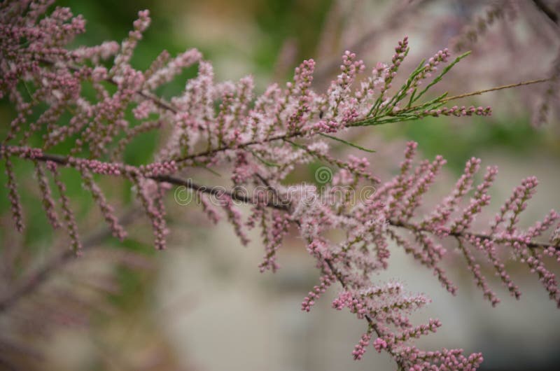 Fine Del Ramo Della Tamerice Su in Primavera Fotografia Stock ...