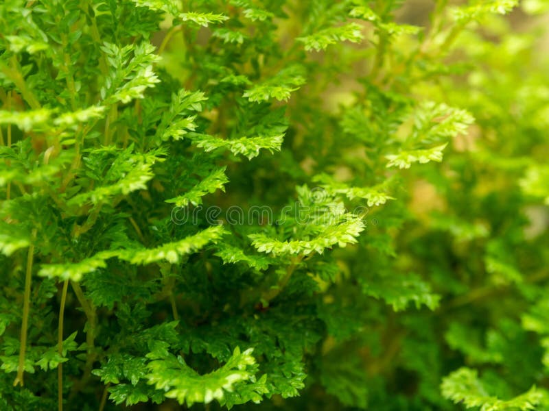 The Fine and Delicate Leaves of the Spike Moss Fern Stock Photo - Image ...