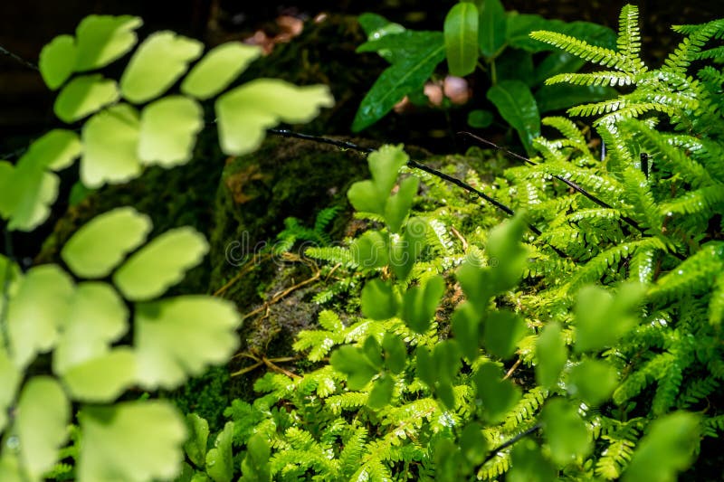 The Fine and Delicate Leaves of the Spike Moss Fern Stock Image - Image ...