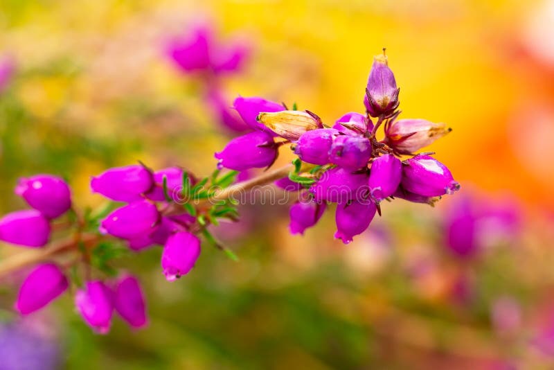 Fine Dell'erica Del Fiore in Su Fotografia Stock - Immagine di verde ...