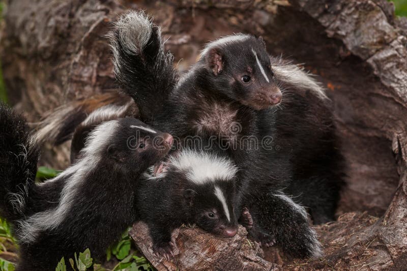 Fine Della Famiglia Della Moffetta a Strisce (mephitis Del Mephitis) Su ...