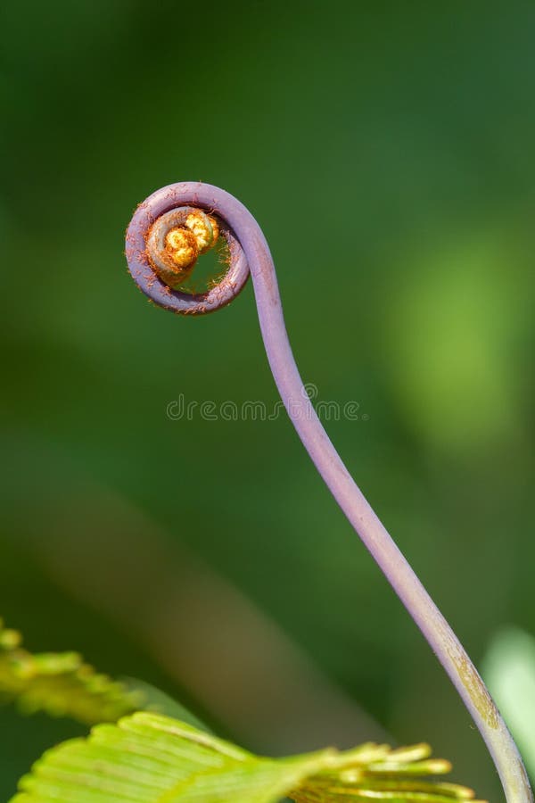 Fronda Arrotolata Della Felce Immagine Stock - Immagine di spore ...