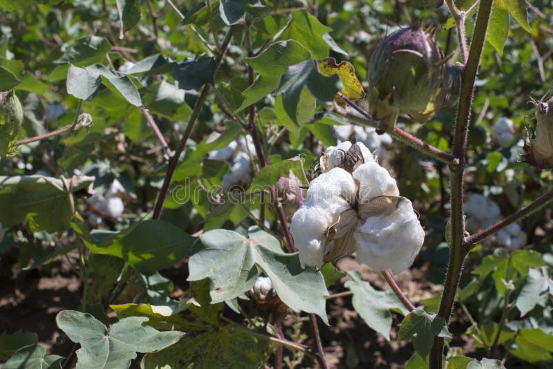 Fine Della Pianta Di Cotone Su Immagine Stock - Immagine di morbido ...