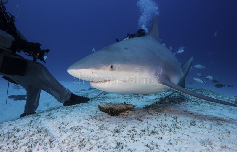 Squalo Di Toro, Carcharhinus Leucas, Laguna Di Beqa, Figi Immagine ...