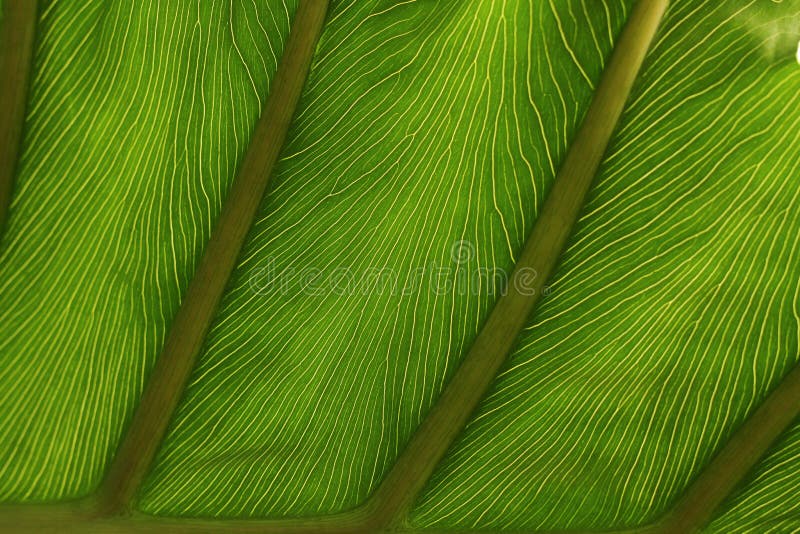 Fine Detail of Pattern in a Leaf Stock Image - Image of support, stem ...