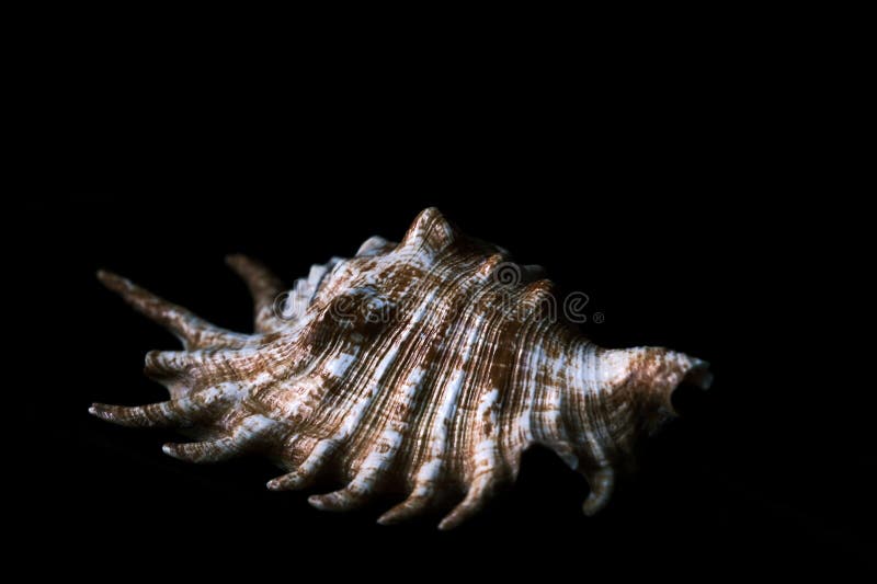 Sea Shell with Black Textured Background Wallpaper, Stock Photo - Image ...