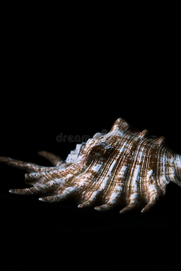 Sea Shell with Black Textured Background Wallpaper, Stock Photo - Image ...