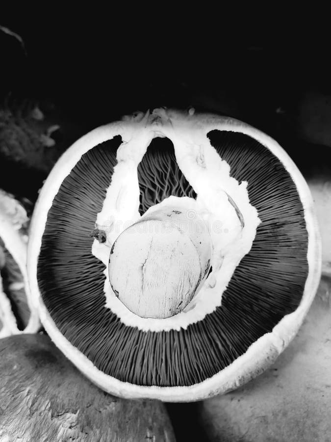 Inside a Mushroom stock image. Image of organic, healthy - 17647659
