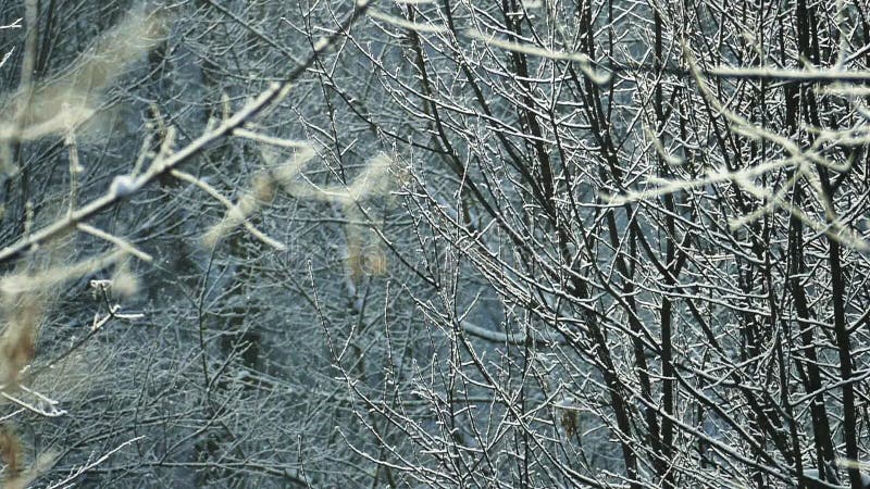 Fine Falling Snow in the Winter Forest Stock Video - Video of park ...