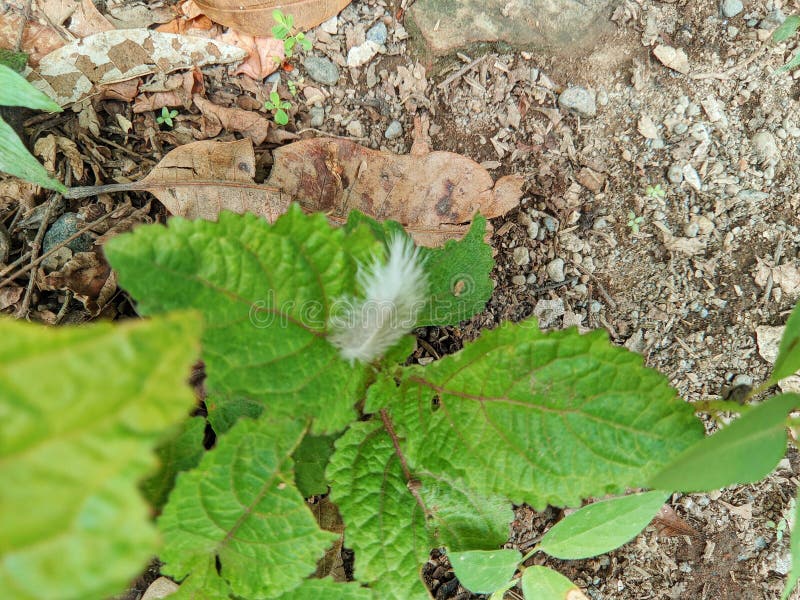 Fine Feather Falling on Green Leaves Stock Photo - Image of green ...