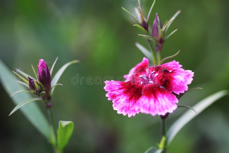 Fine flower stock photo. Image of nature, garden, cultivated - 17045080