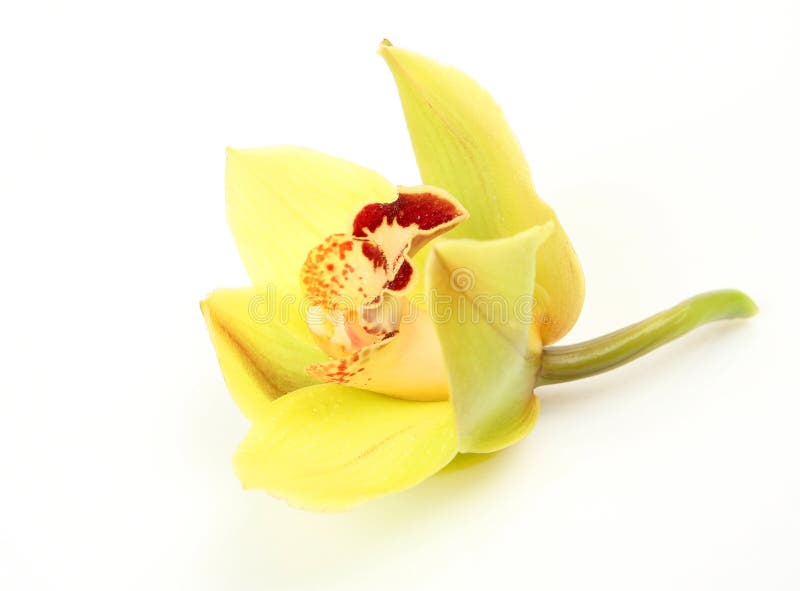 Fine flowers stock photo. Image of petal, harmony, aroma - 13238948