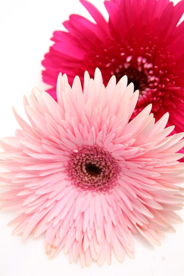 Fine flowers stock image. Image of sensual, love, harmony - 14610625