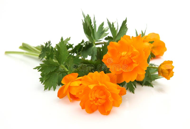Fine flowers stock image. Image of vegetative, white - 23663743