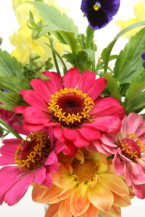 Fine flowers stock photo. Image of white, plant, smell - 13238982