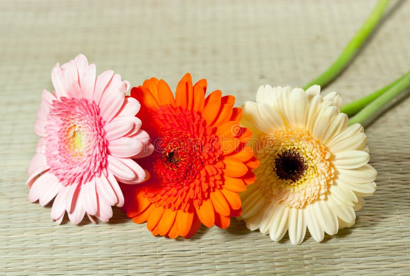 Fine flowers gerbera stock image. Image of blossom, gerbera - 22422511