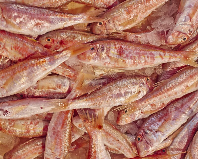 Pesce Della Muggine Foto Stock - Download 653 Royalty Free Photos