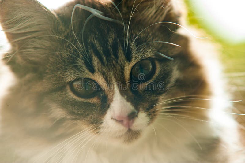 Fine Furry Cat Looking into the Camera.. Stock Photo - Image of ...