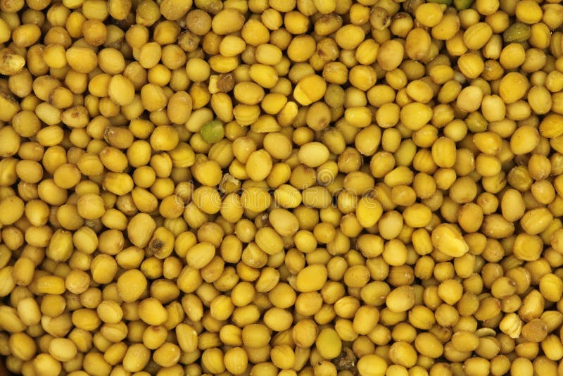 Fine Grain Mustard the Background Stock Image - Image of kitchen ...