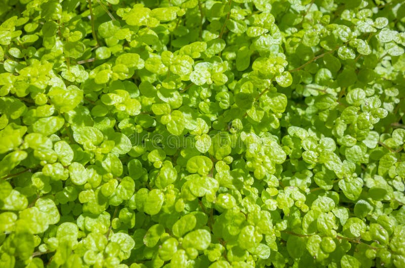 Fine green leaves closeup stock photo. Image of botany - 196146640