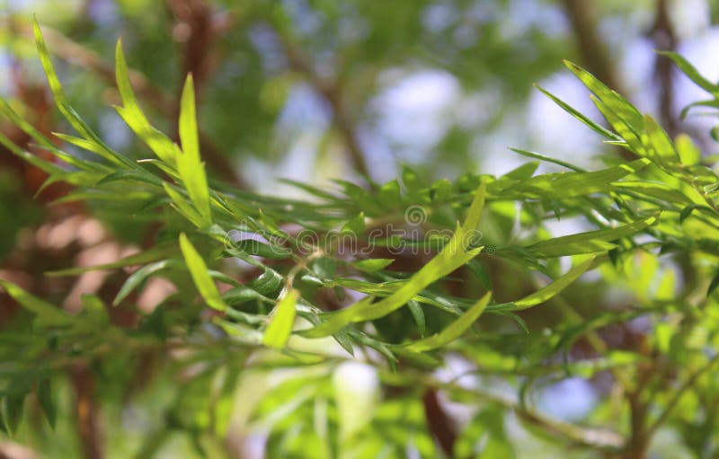 Fine, Green, Tree Branches. Reflections of Light Stock Photo - Image of ...