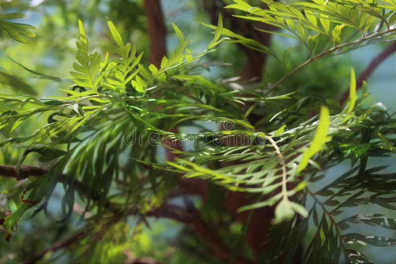 Fine, Green, Tree Branches. Reflections of Light Stock Image - Image of ...