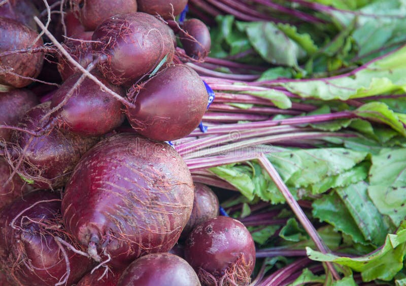 Fine grown beet stock photo. Image of beet, organic, fine - 50686908