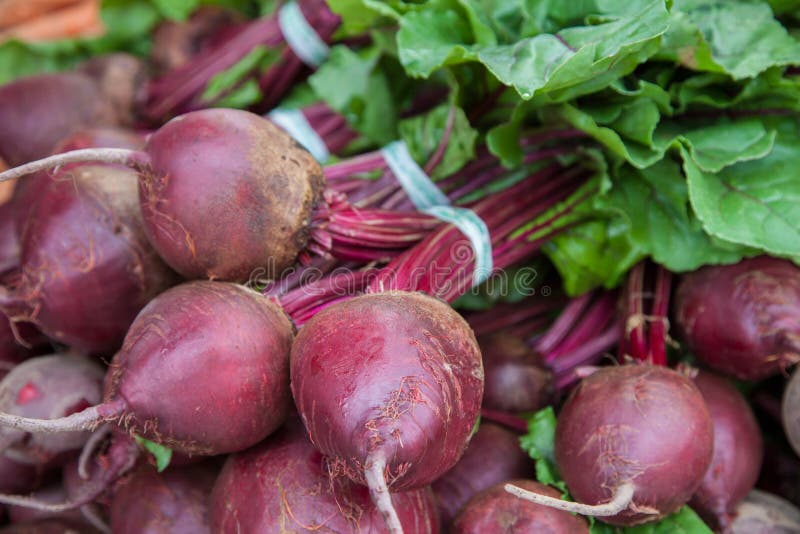 Fine grown beet stock photo. Image of beet, organic, fine - 50686908