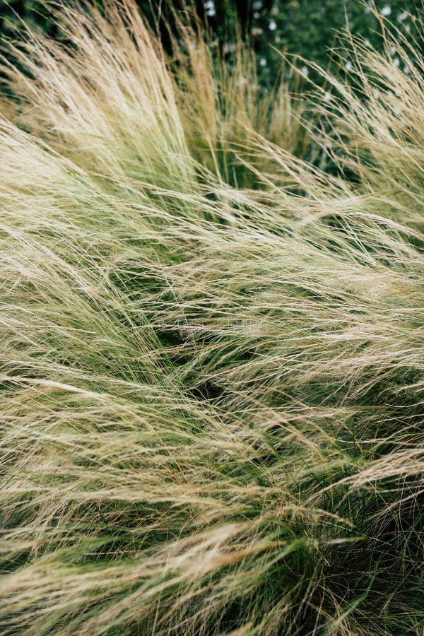 Fine Herbs in a Moving Field Given by the Wind Stock Photo - Image of ...