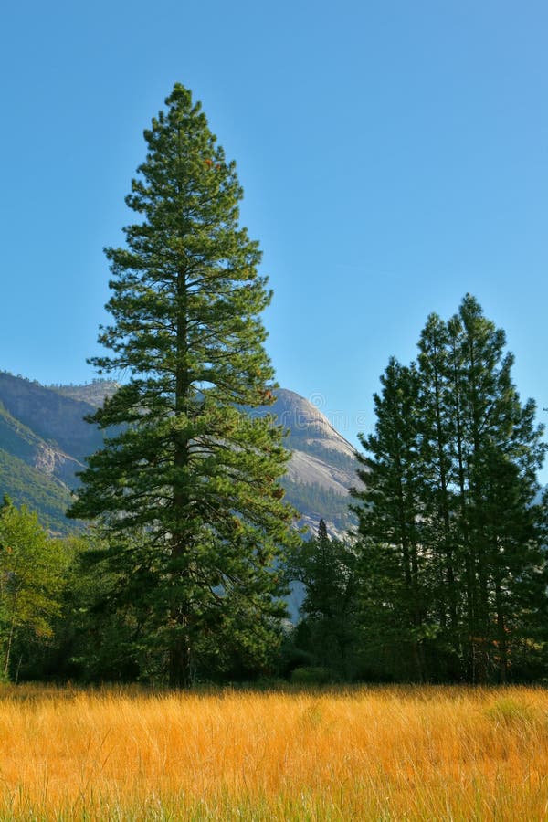 Fine high fur-tree stock image. Image of grass, national - 14151157