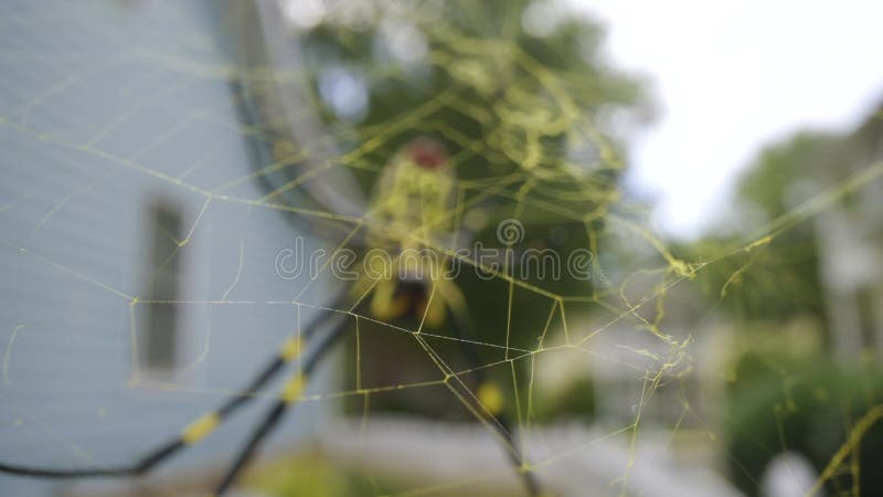 Fine Jaro Spider Webbing Blowing in the Breeze Stock Footage - Video of ...