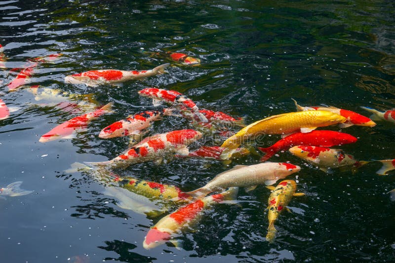 138 Koi Fish Poster Stock Photos - Free & Royalty-Free Stock Photos ...