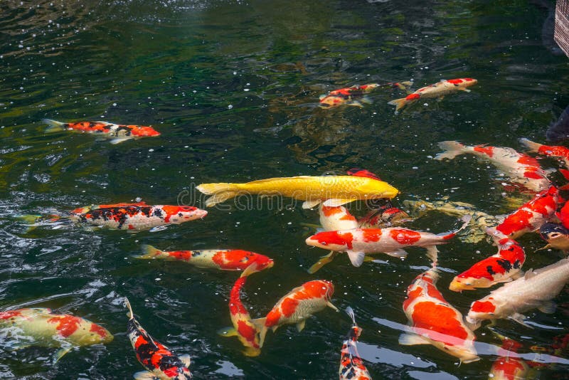 138 Koi Fish Poster Stock Photos - Free & Royalty-Free Stock Photos ...