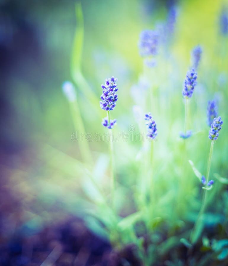 Fine Lavender Flowers Plant and Blooming on Blurred Nature Background ...