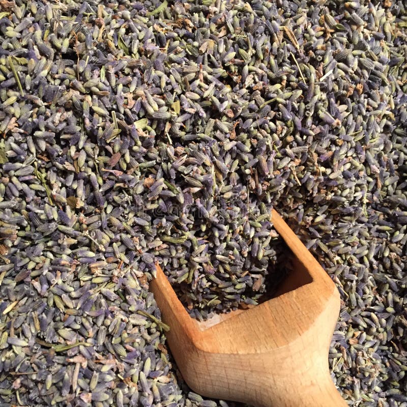 Fine lavender stock image. Image of herbalism, scent - 47856907