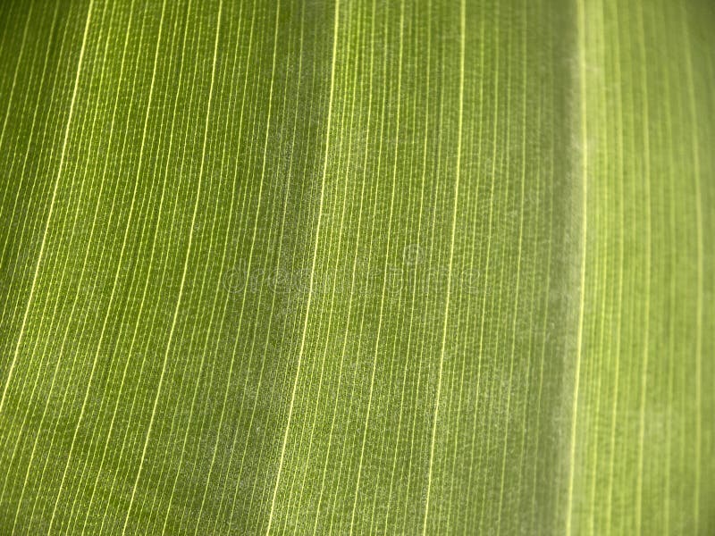Fine Leaf Line Details stock photo. Image of details - 225146046