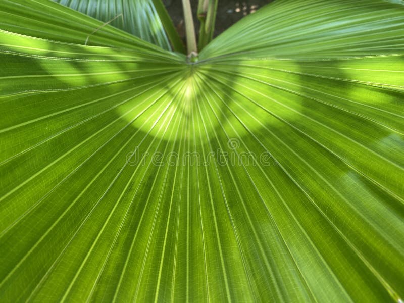Fine Leaf Line Details stock photo. Image of green, sunlight - 225146074