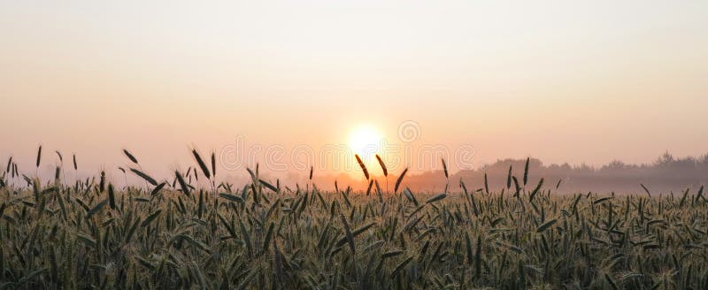 Fine Light Fog and Sunrise Over the Cornfield Stock Image - Image of ...