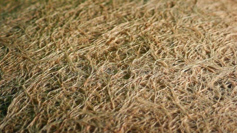 Dense Root Structure Circling Shot Stock Video - Video of organic ...