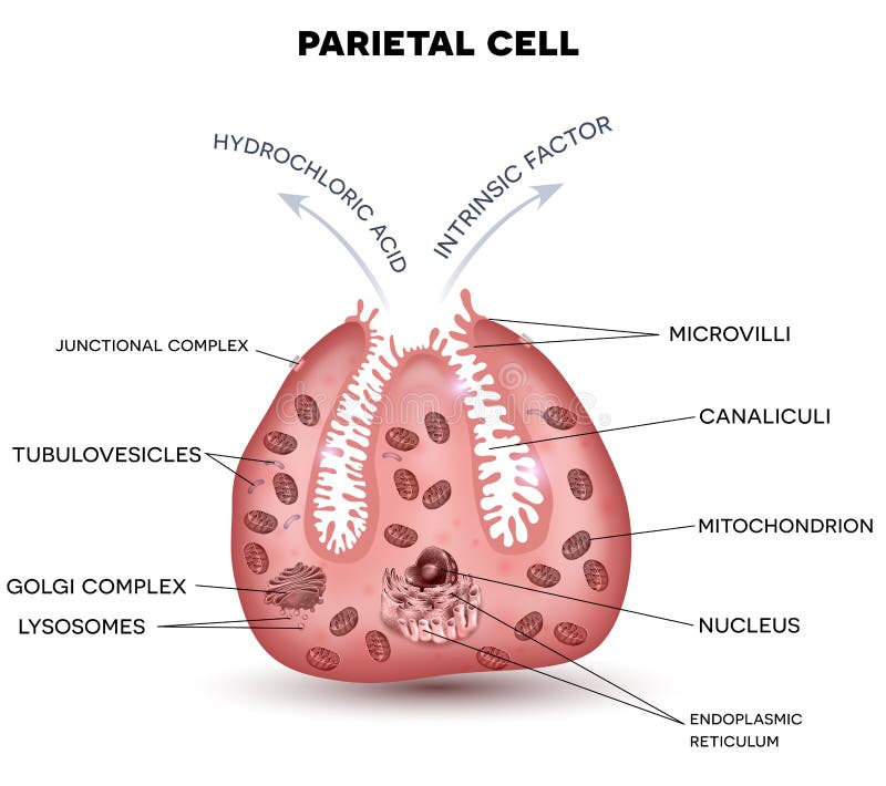Fine Parietale Delle Cellule Su Illustrazione Vettoriale ...