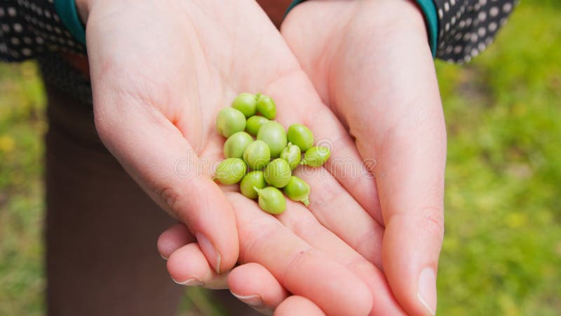 Fine peas held in hands stock image. Image of produce - 278187413