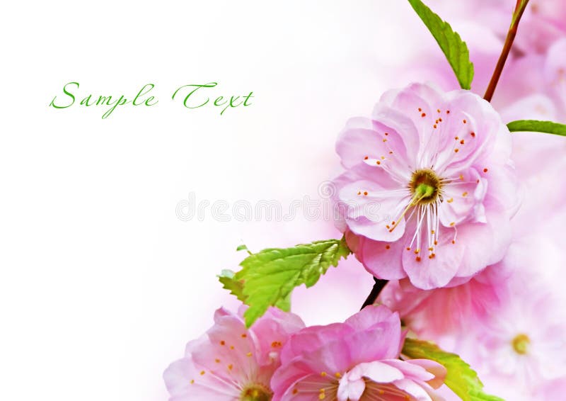 Fine pink flowers stock image. Image of horizontal, blossom - 11660807