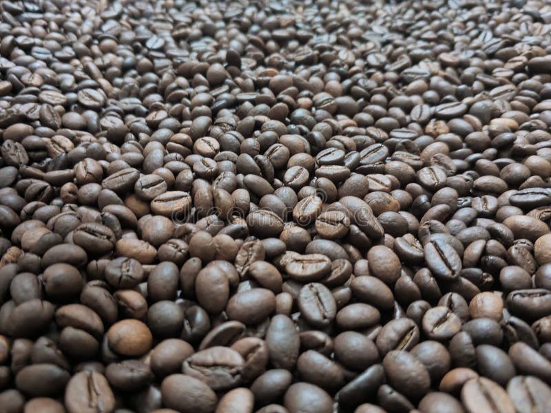 Fine Robusta Coffee Natural Process Stock Photo - Image of ...