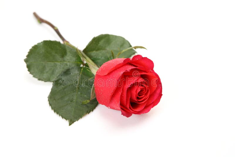 Fine rose stock image. Image of background, decorative - 12707771